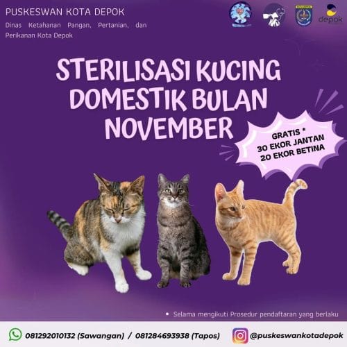 Program Sterilisasi Kucing Domestik Bulan November 2024 | Event & Info ...